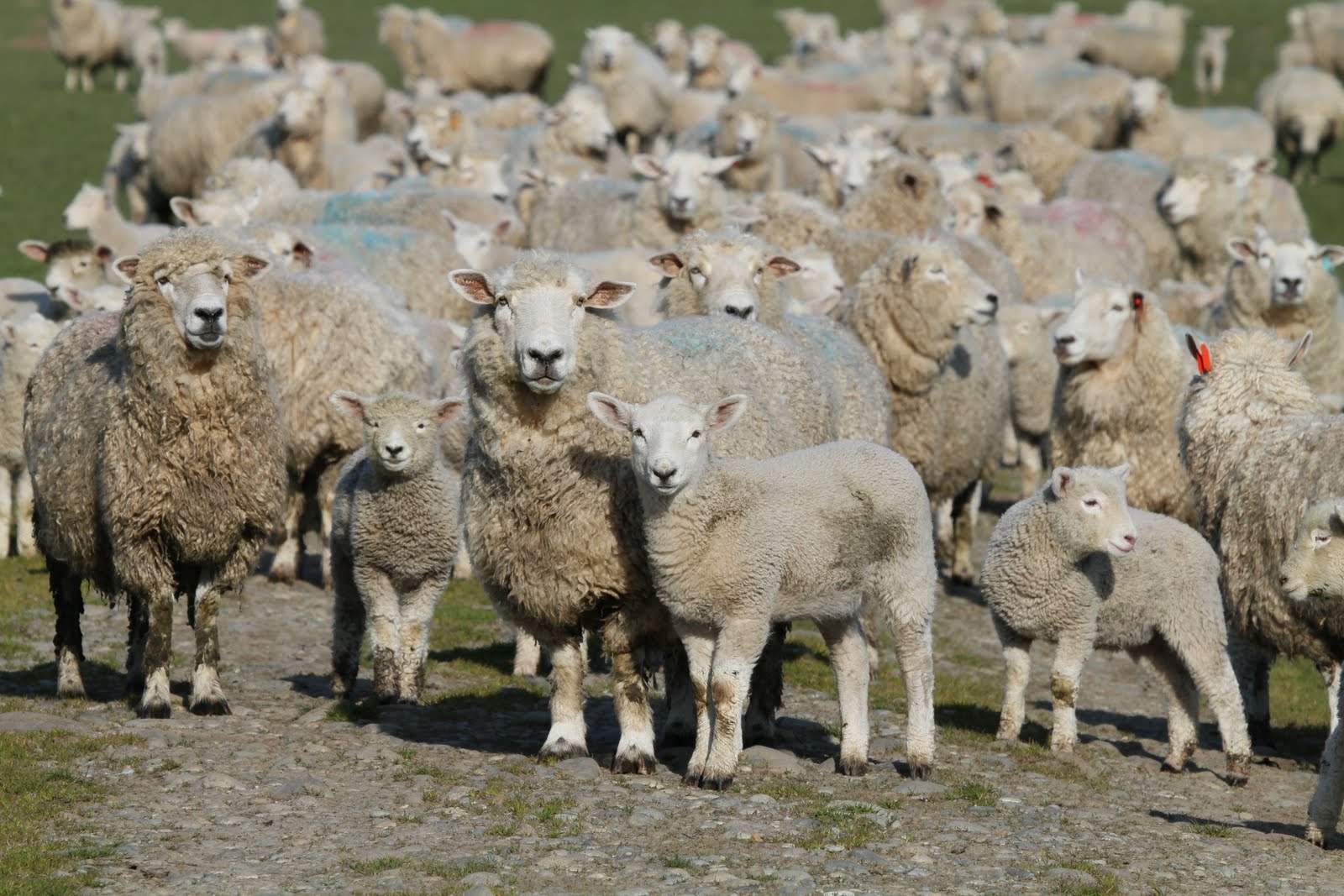 BCxFour: Weekend at Ronnie's