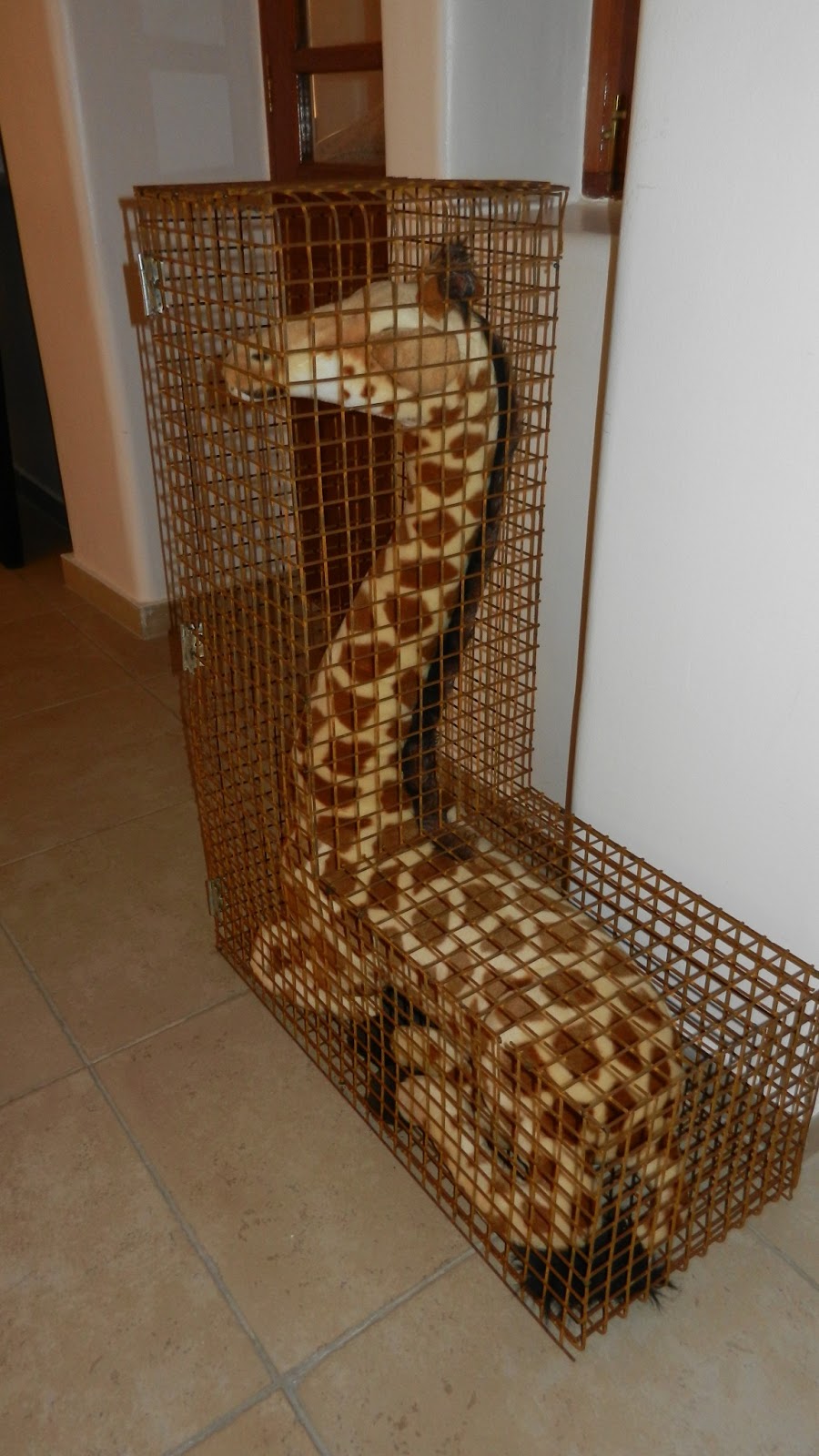 Kuweight 64: MY PHOTOS FOR THE DAY - BABY GIRAFFE IN A CAGE