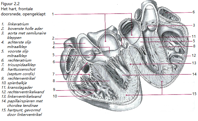 Het circulatiestelsel: Het hart