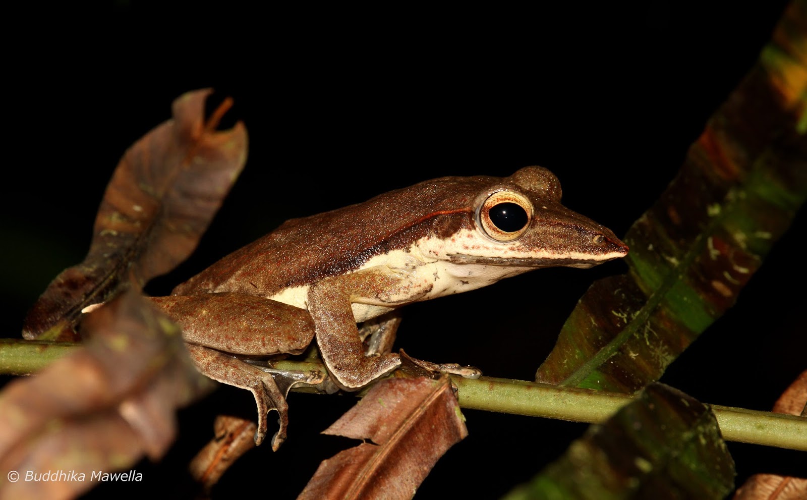 Lanka Nature Summary: Long-snouted tree frog (Taruga longinasus)