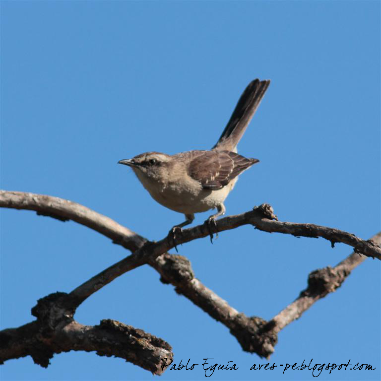 mis fotos de aves: Mimus saturninus Calandria Grande Chalk-browed ...