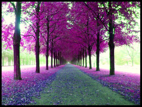 Keindahan Warna-warni Pepohon... - Relaks Minda