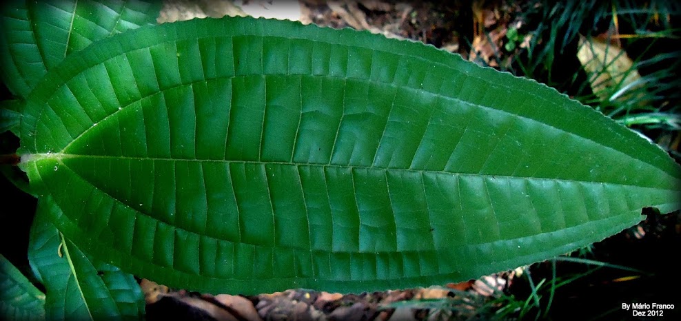 Meu Cantinho Verde: JACATIRÃO-AÇU - ( Miconia cinnamomifolia )