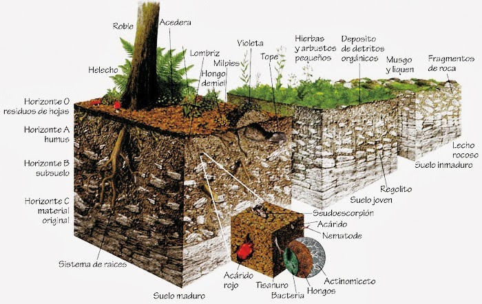 BIOLOGÍA DEL SUELO: Biología del Suelo