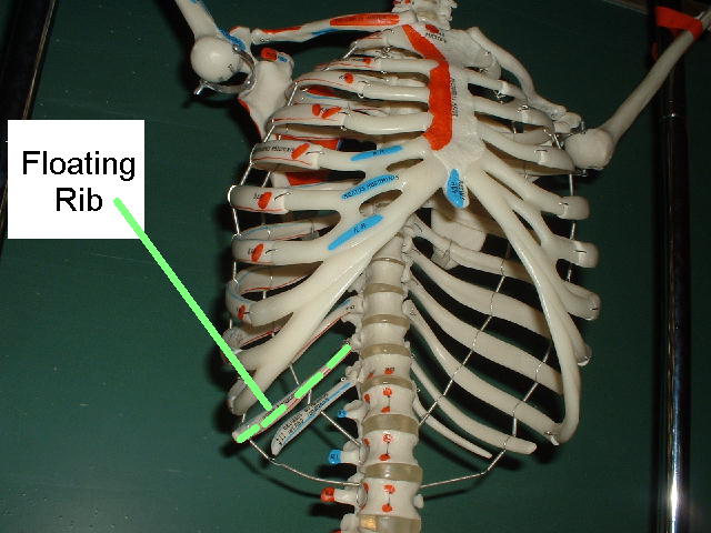 Floating Rib Meddic Floating Rib Meddic