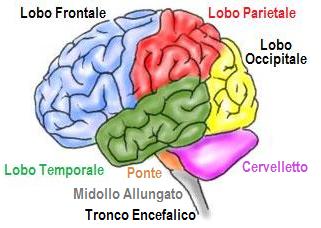 IL BLOG DI PSICHIATRIA E PSICOLOGIA CLINICA: I LOBI FRONTALI