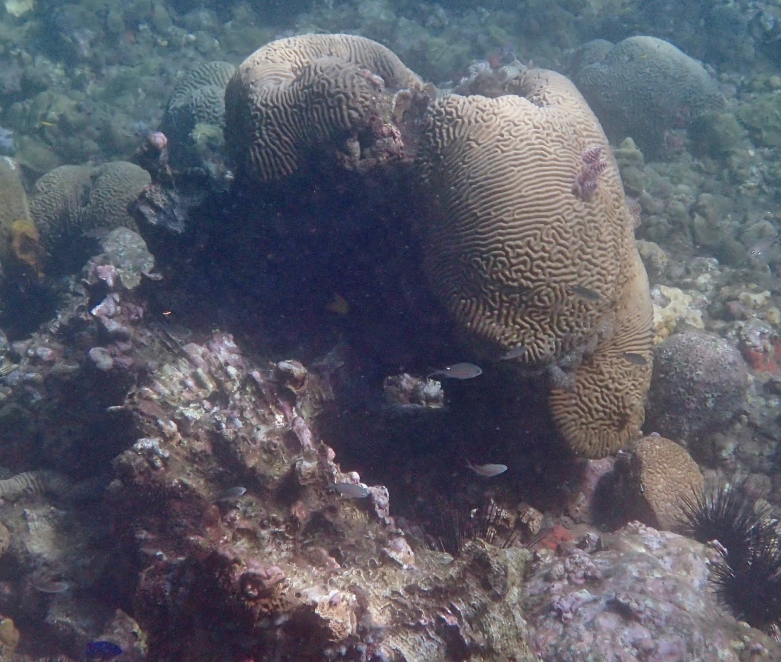 Things we did today...: Cumberland Underwater