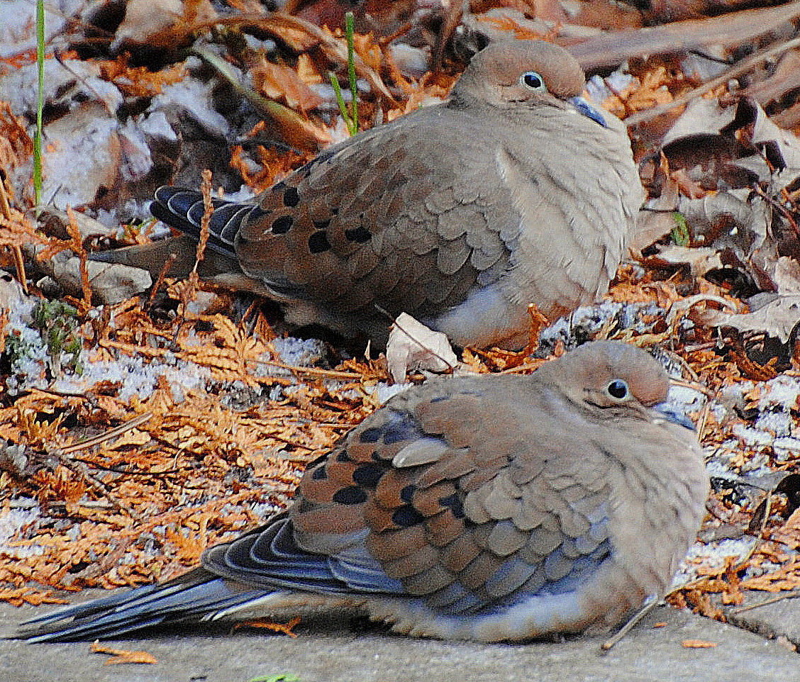 Camera on King & Aurora : Does the Mourning Dove get cold feet?