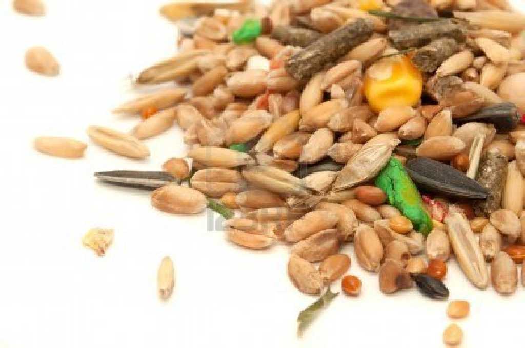 My Hammies World: Setting Up a Habitat