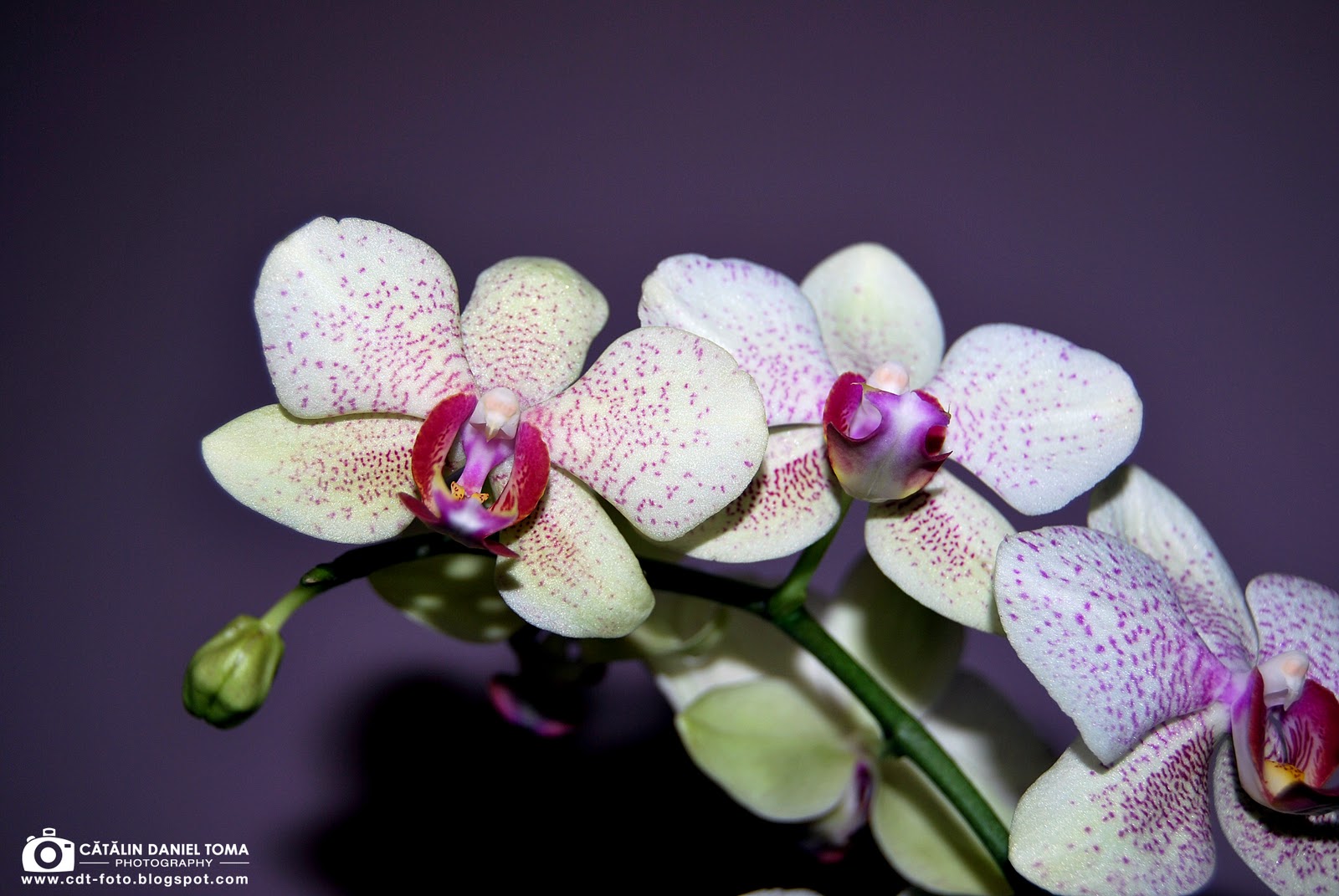 Catalin Daniel Toma Photography: Orhidee 2