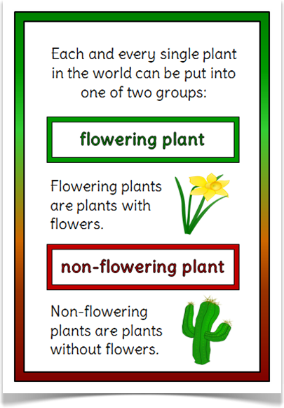 Science Rocks! : Classifying Plants