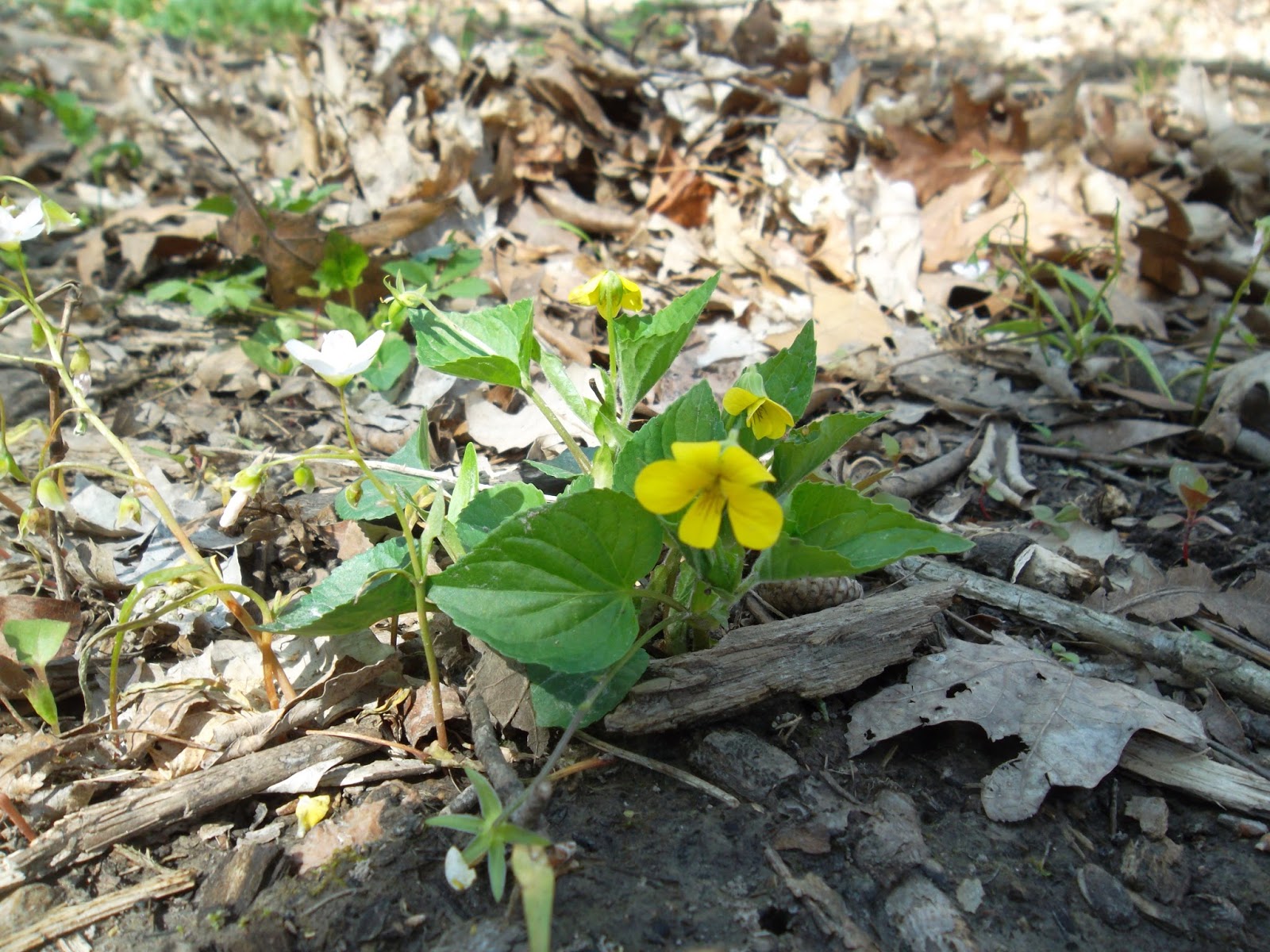 Chlorofiend & Pistillate: April Wildflower Hike- Salt Lick