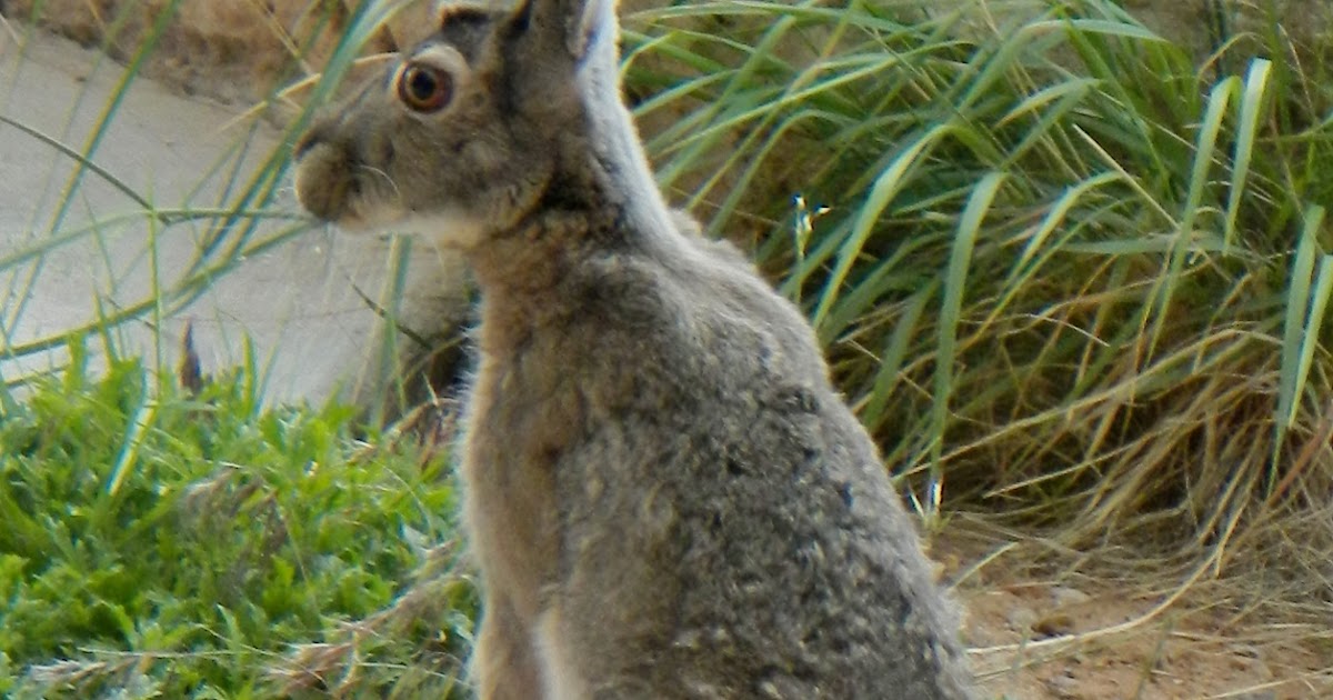 Food Adventures of a Comfort Cook: Jackrabbit Ruminations.