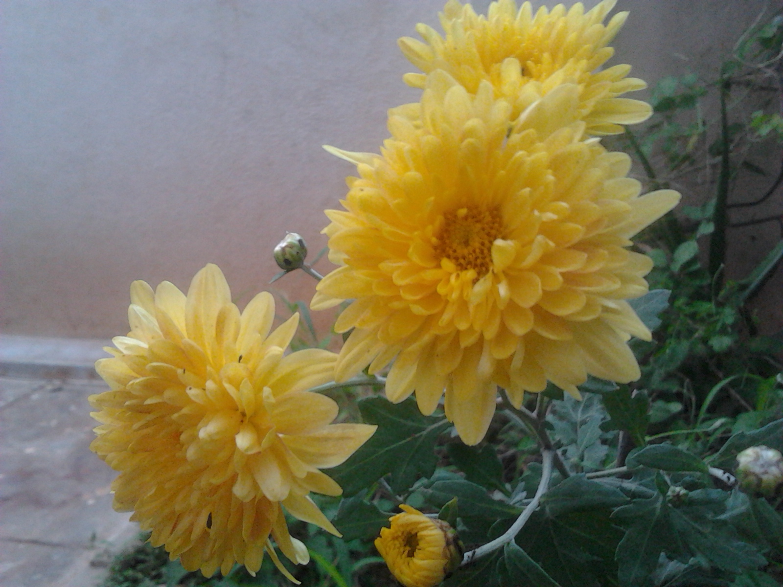 shavantige (chrysanthemum)