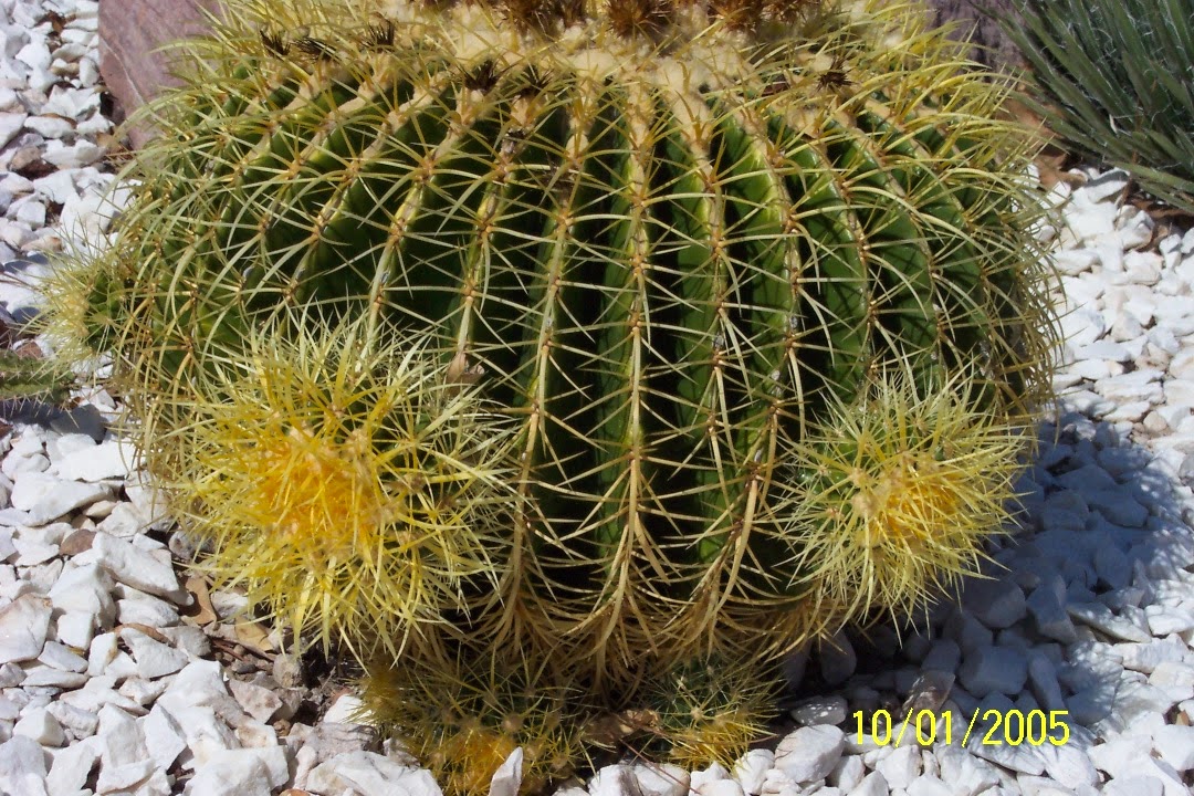 Xtremehorticulture of the Desert: Barrel Cactus Problems Tied to Water