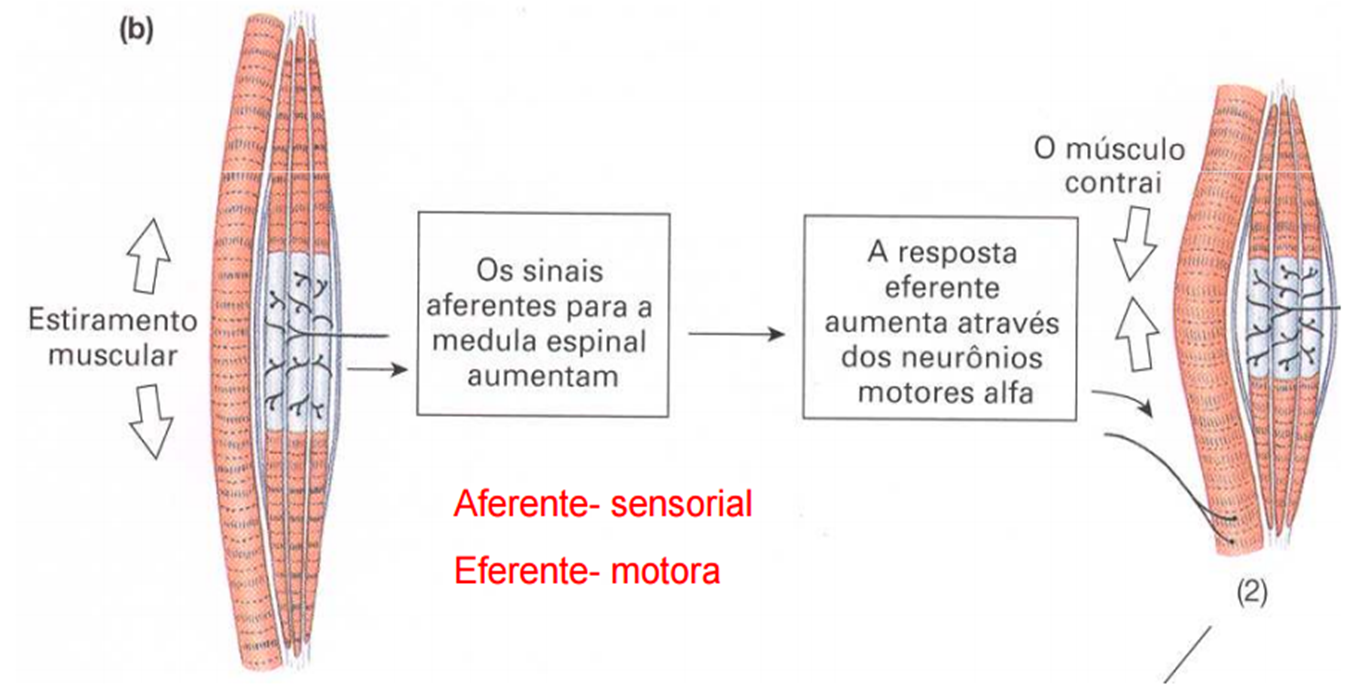 Med Questões: Propriocepção (Purves - Cap. 9)
