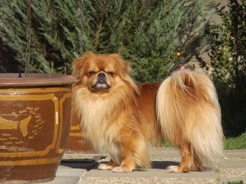 Szerelmem a Tibeti spániel kutya fajta.: Maike kutya is nyaral.......