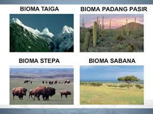 10 Tingkatan Organisasi Kehidupan dalam Ekosistem, Pengertian ...