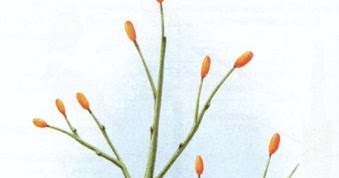 Escenarios prehistóricos: Rhynia