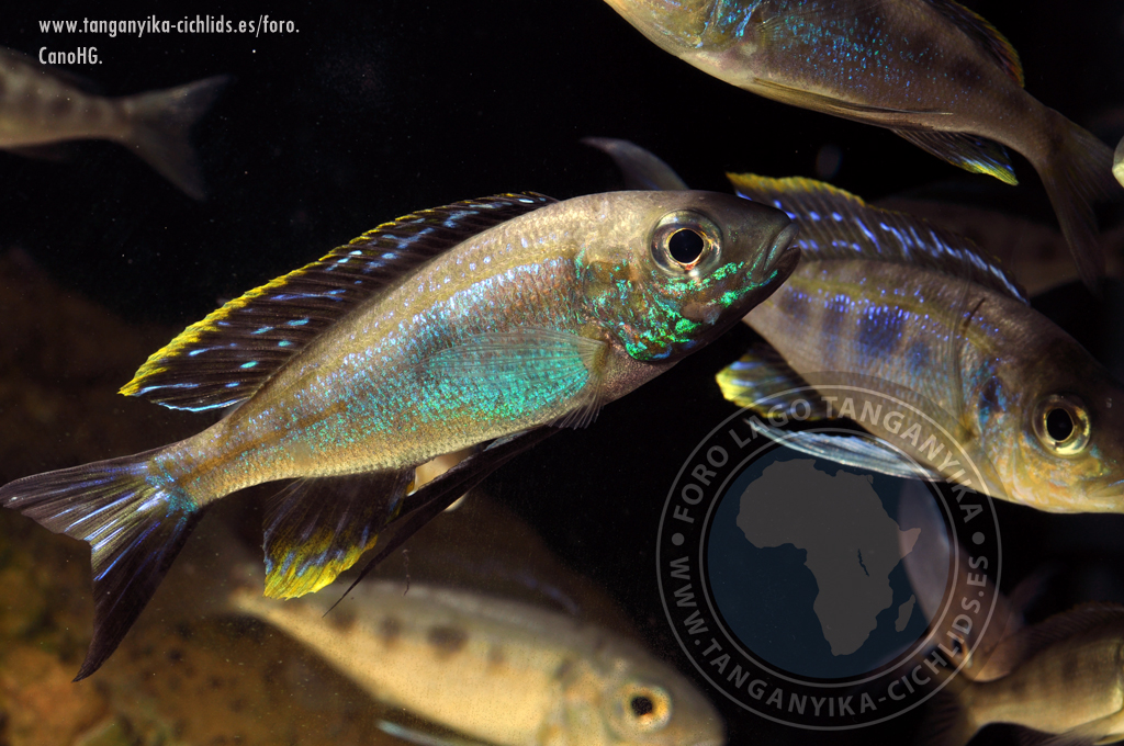 Tanganyika , un mundo a parte.: mayo 2012