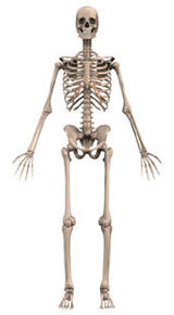 Latinski jezik za medicinske škole: Osteologija