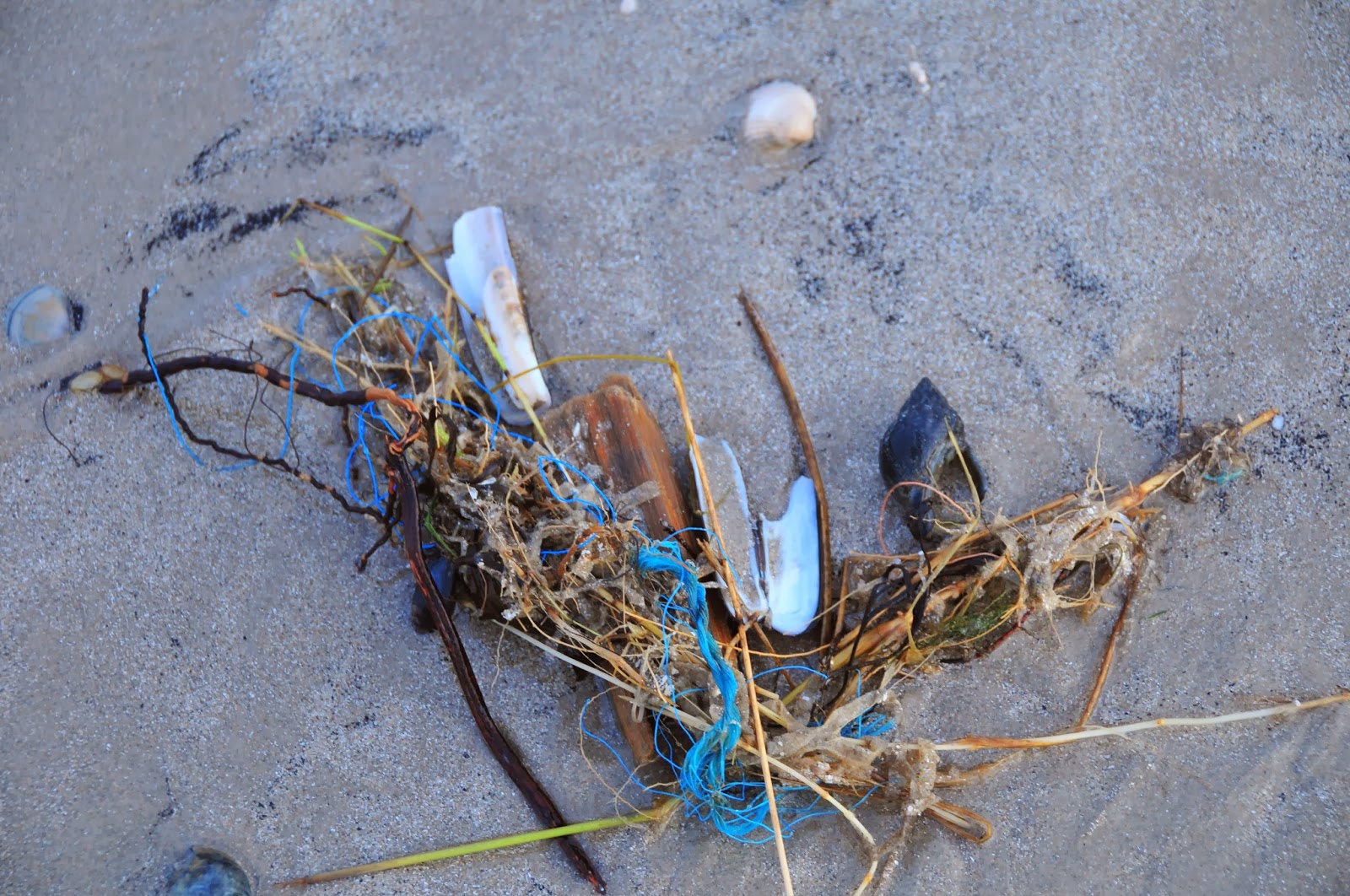 moments of perfect clarity: detritus on the beach as a metaphor for life