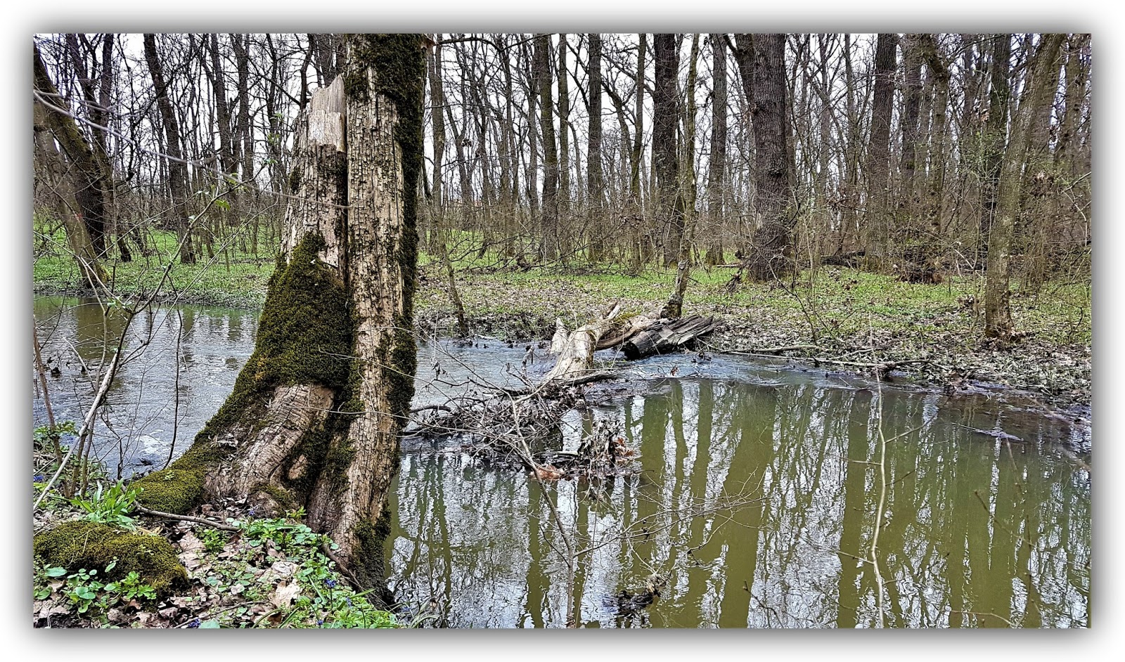 O plimbare prin padure