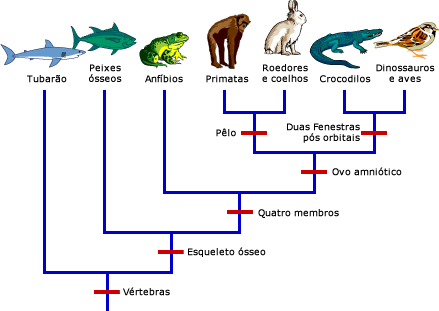 Blog de Biologia: Filogenias ou árvores filogenéticas