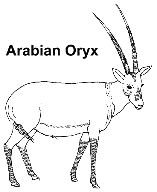 Knowledge Is Power: Arabian Oryx