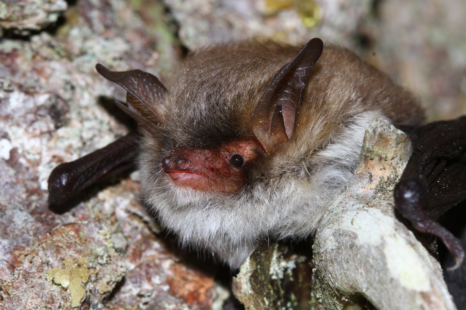 Species New to Science: [Mammalogy • 2018] Myotis crypticus & M ...