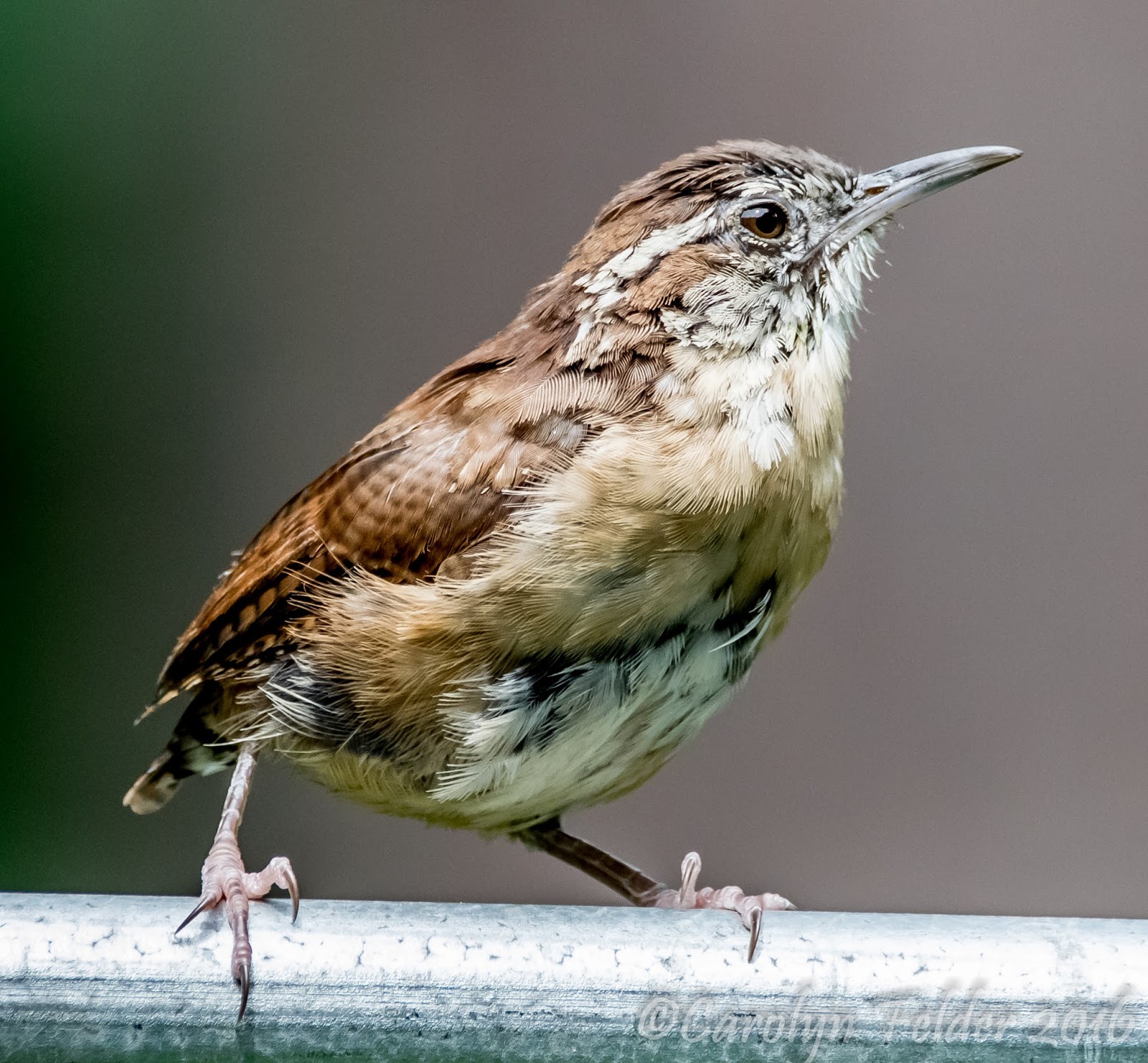 Photo Musings of a Marshwiggle - Welcome to Narnia