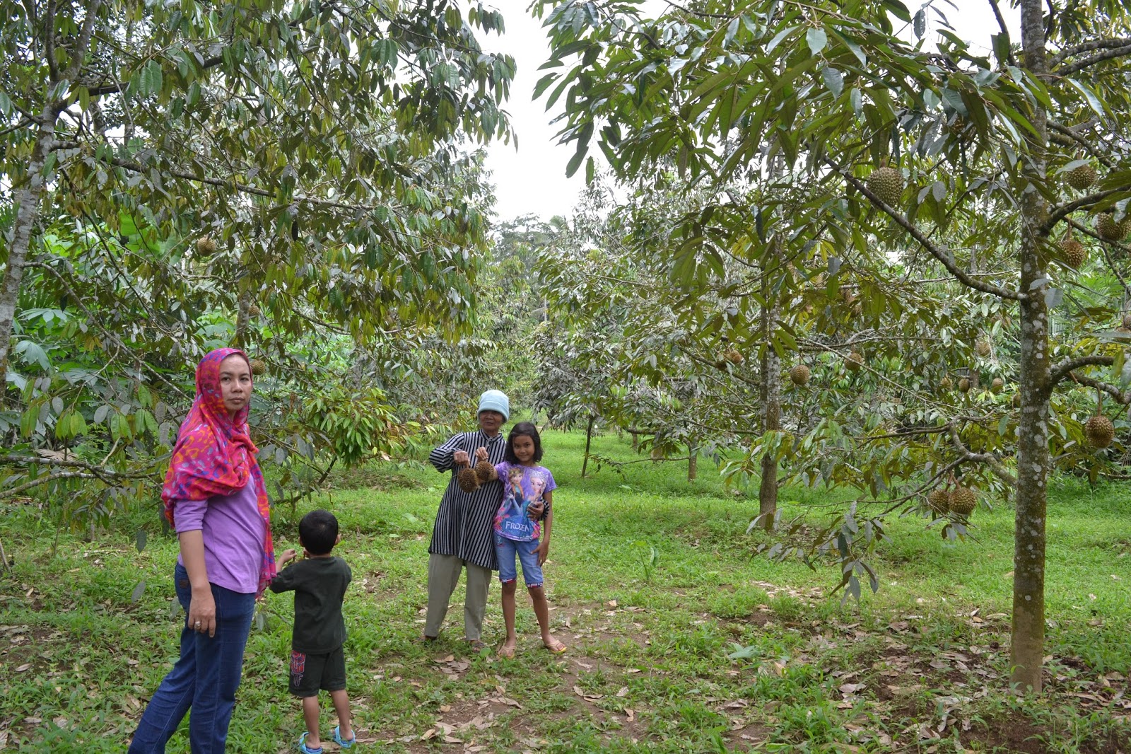 KEBUN DURIAN CANDIMULYO: Agro Wisata Kebun Durian Candimulyo