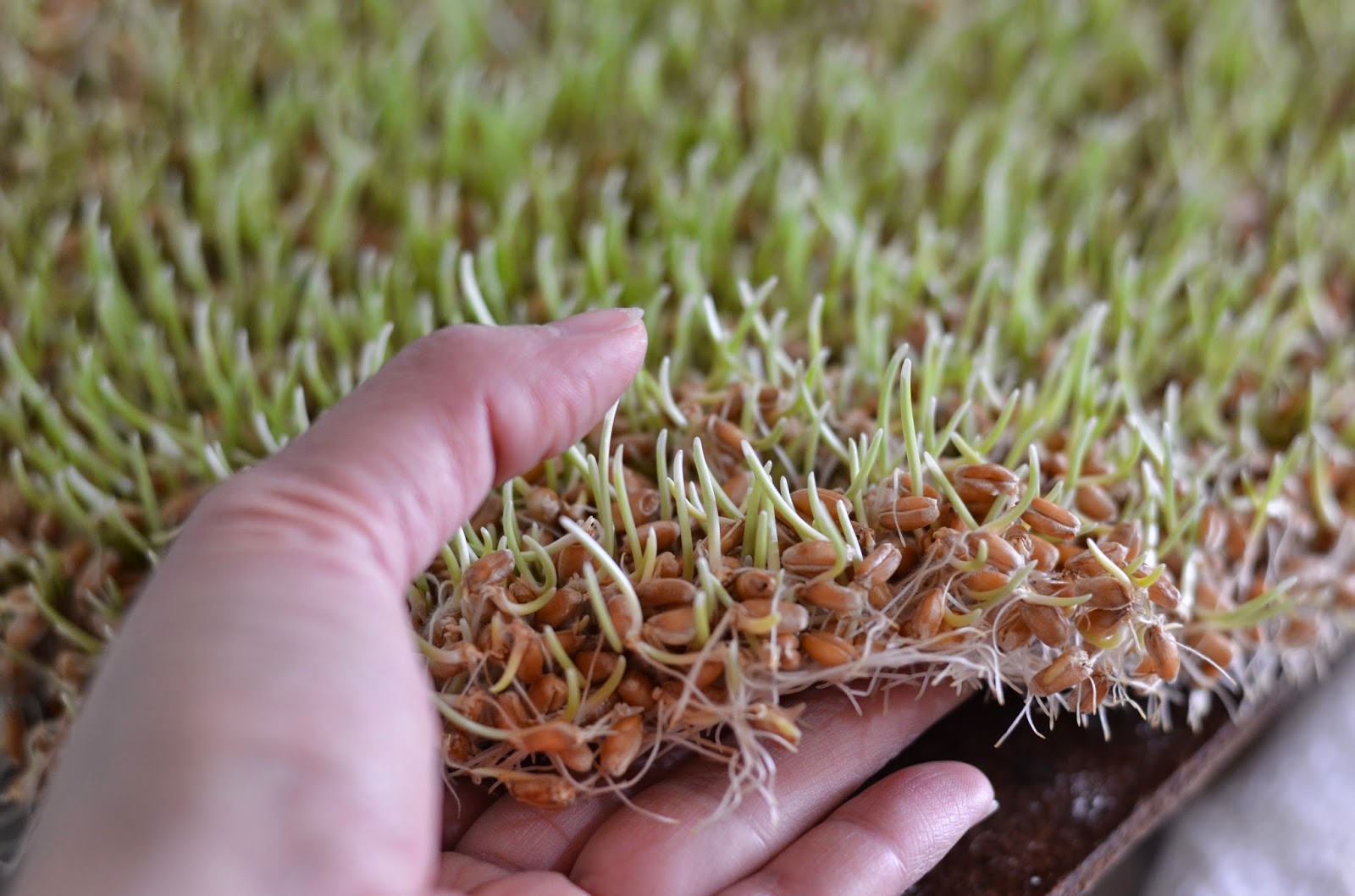 The Art of Uzbek Cuisine: Again "Sumalak":)