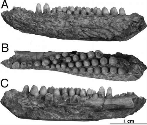 The Dragon's Tales: Was Kungurian Permian captorhinid Eureptile ...