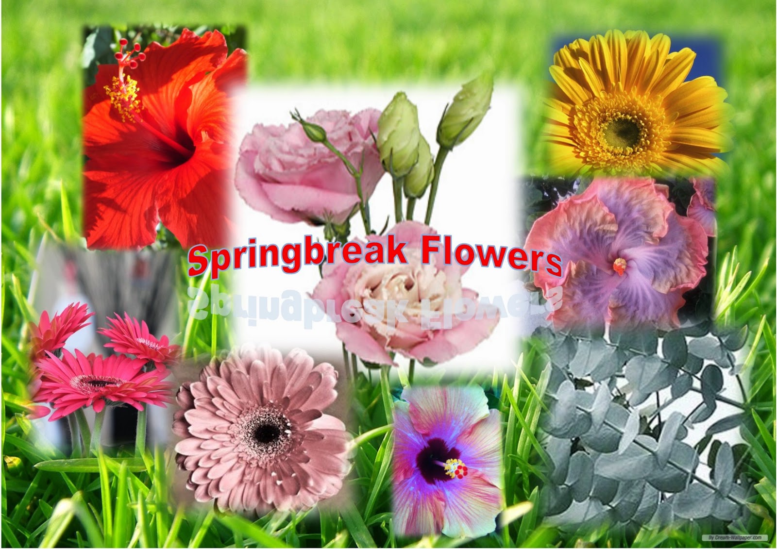 ECTA Creative Solutions: Flower trends for 2015 - Spring break