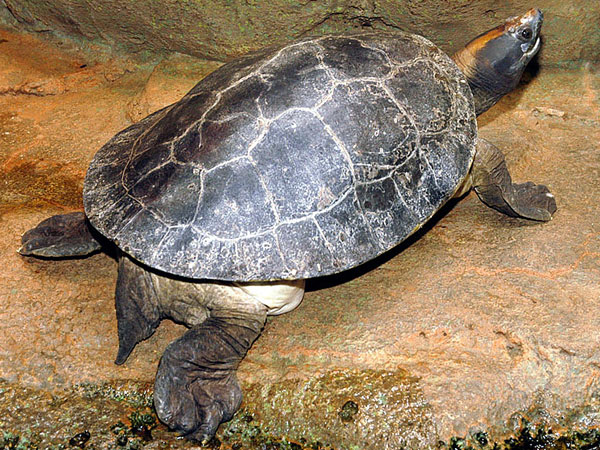 Painted Batagur - Wild Life Planet