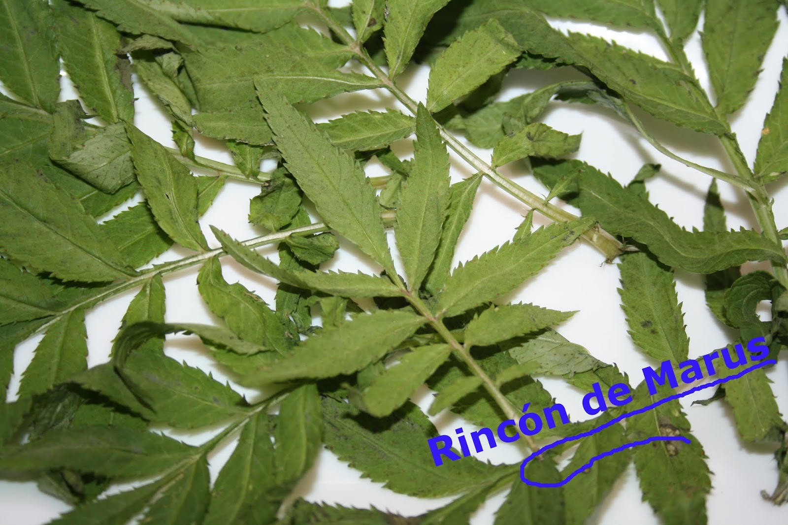 RINCÓN DE MARUS: OCOPA AREQUIPEÑA