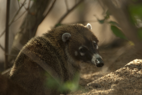 foto y natura: Selva seca