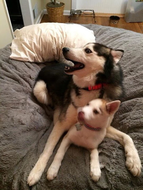 Cute Puppies and Kittens: These 6 Adorable Overly-Excited Animals Will ...