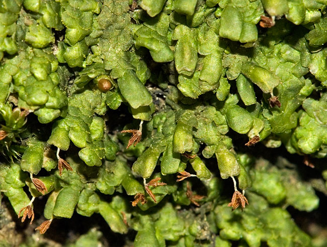 Variety of Life: Jungermanniales