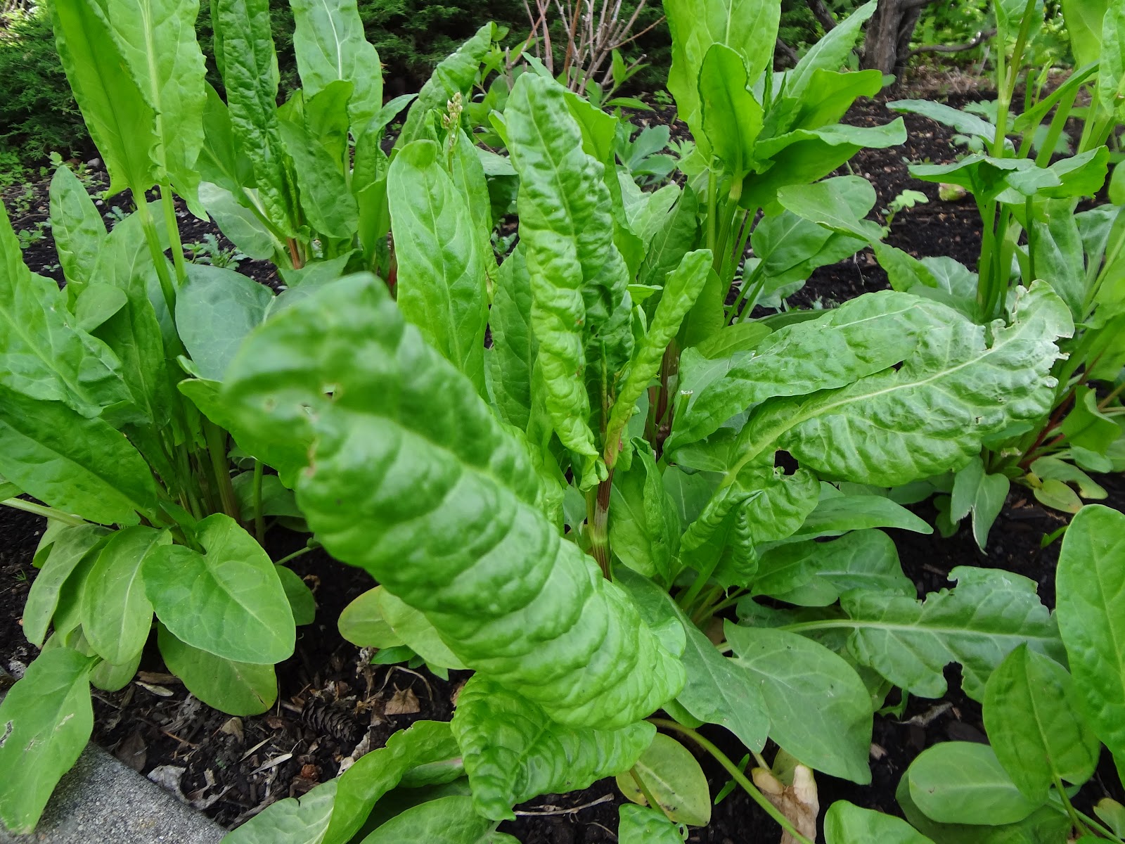 UKRAINIAN CALGARY: Ukrainian Schavel' - Wild Sorrel Soup (Green Borsch?)