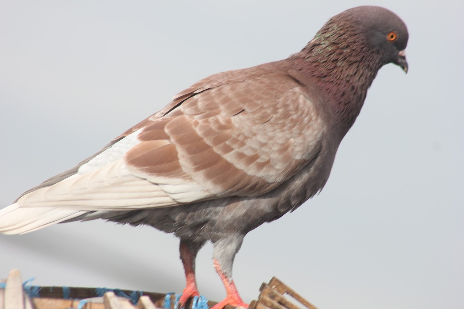 PMTI(persatuan merpati tinggi indonesia)