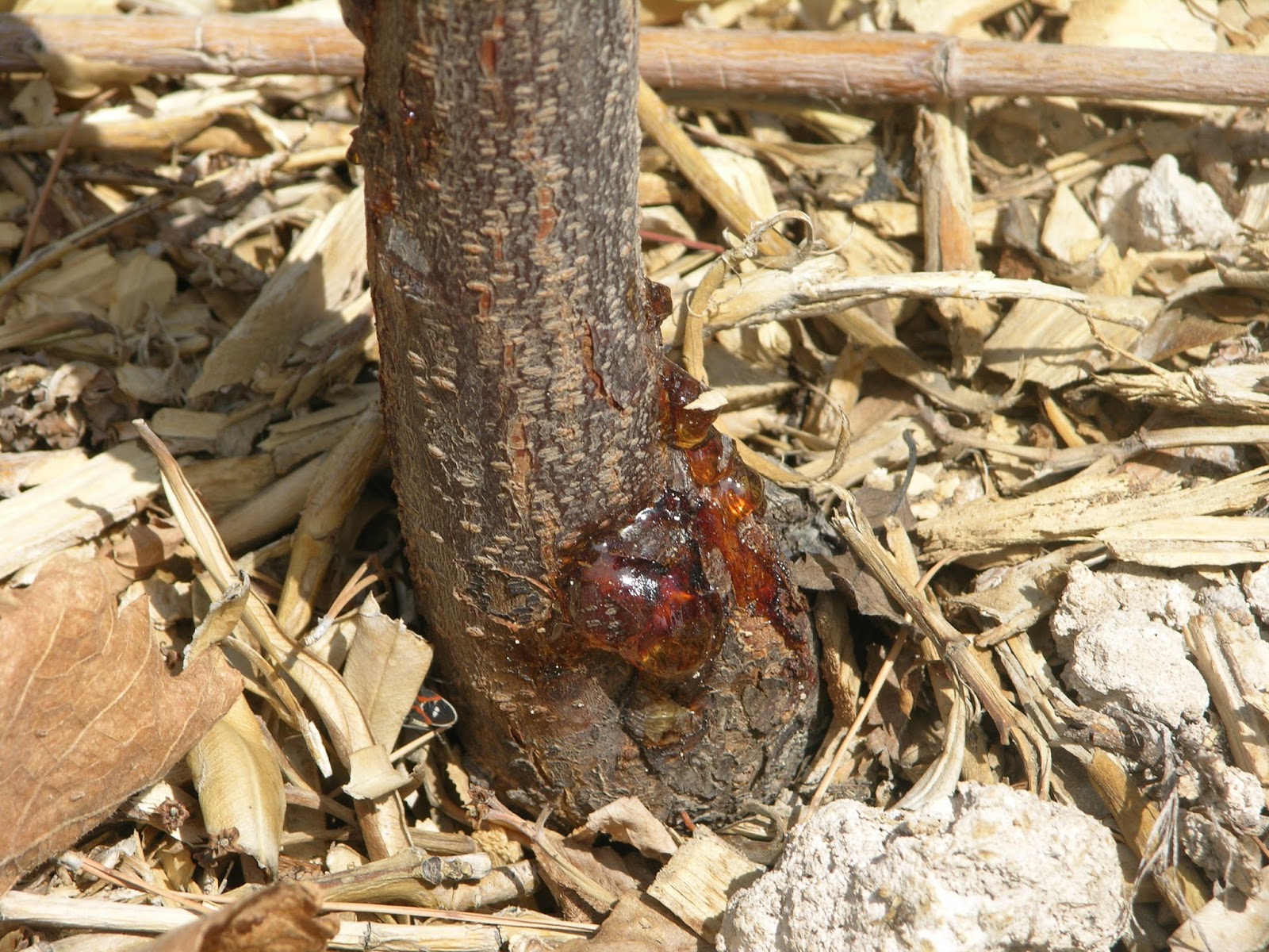 Xtremehorticulture of the Desert: Sap From Plum May or May Not Be Borers
