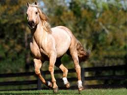 CABALLOS DIVERSOS: El trote en el caballo