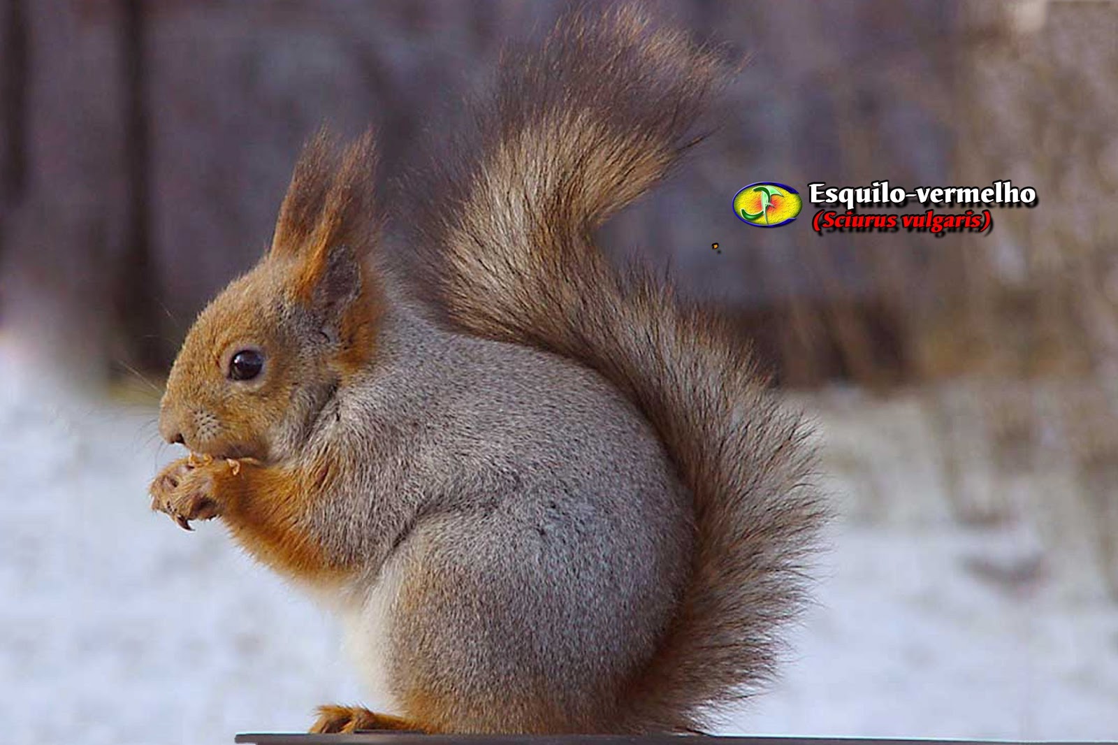 Zoologia: Esquilo-vermelho (Sciurus vulgaris)