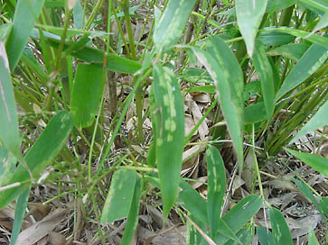 Garden Guy Hawaii: Bamboo Spider Mite