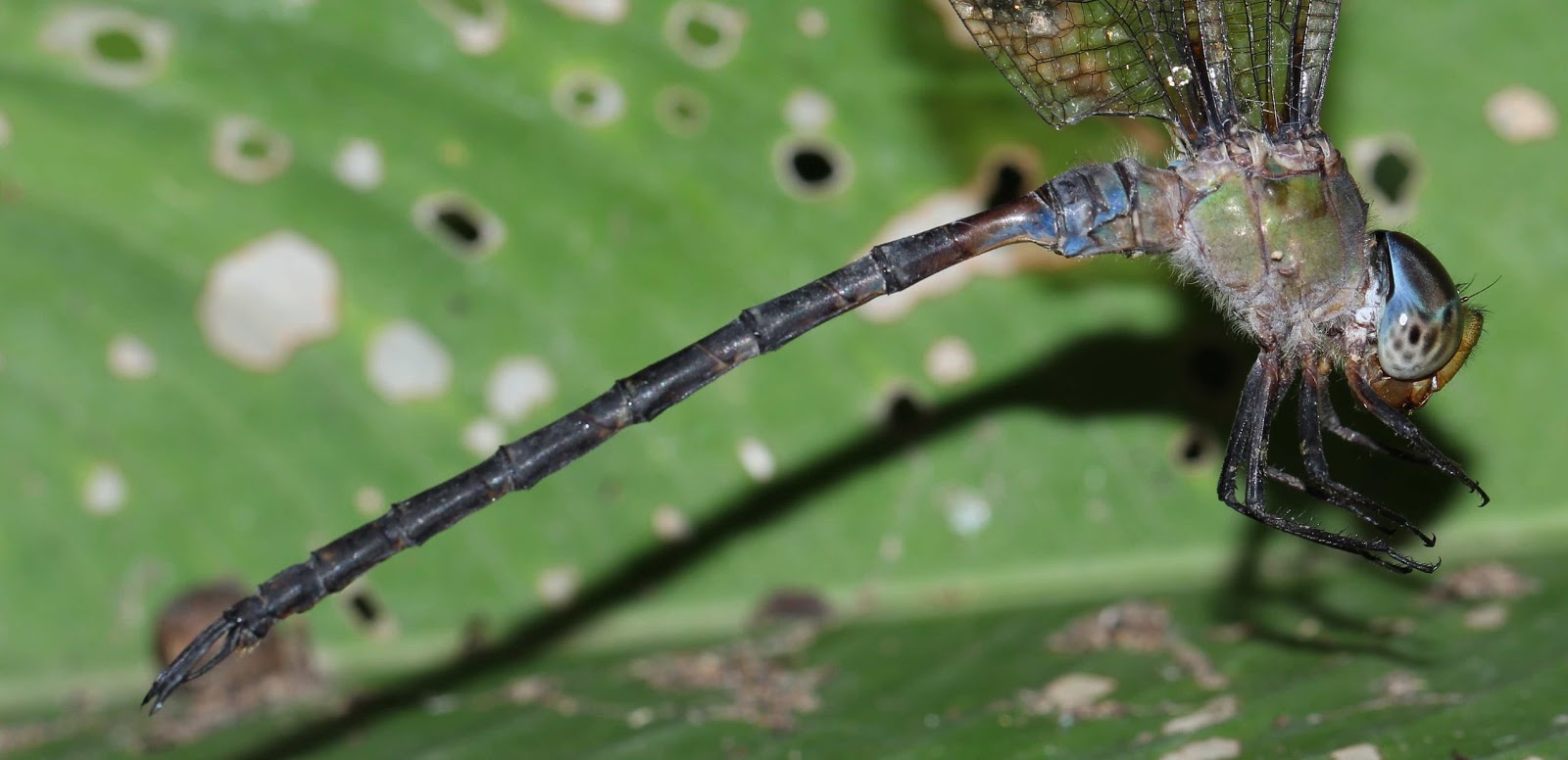Dragonflies and damselflies of Vietnam: Exciting new Gynacantha species ...