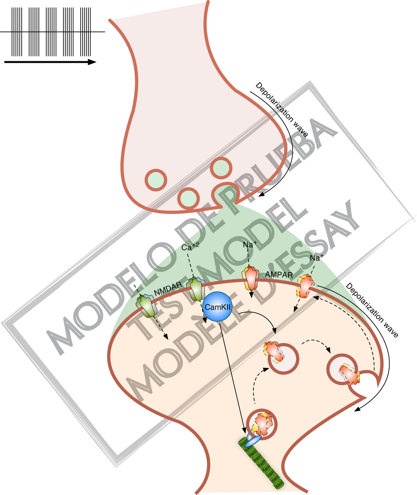 Graphique Science (Chile): Long Term Potentiation (LTP)