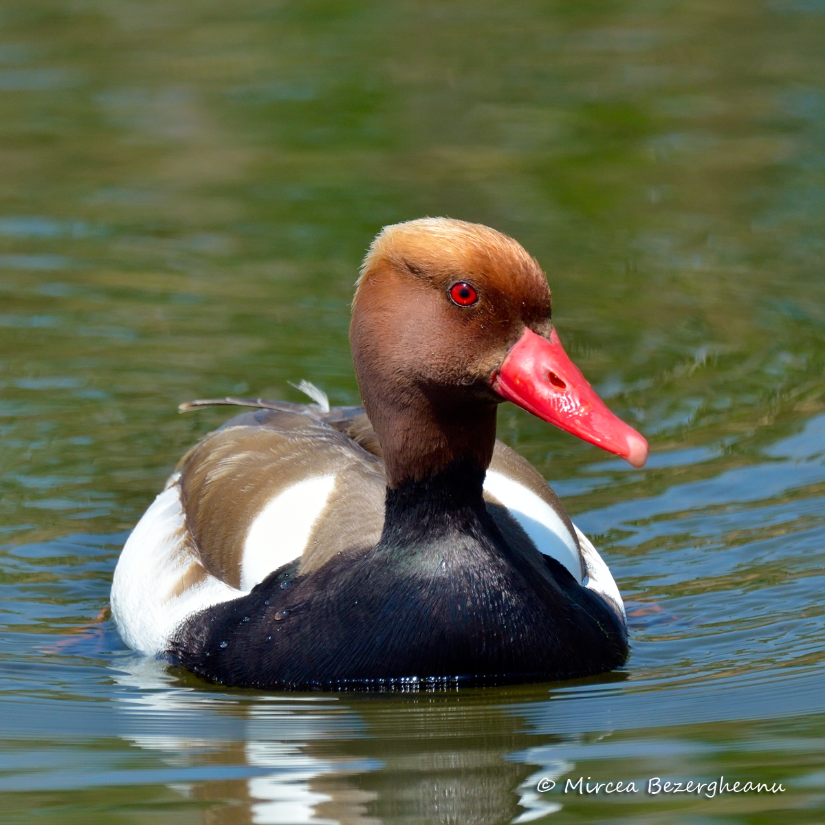 Sa vorbim despre Rațe