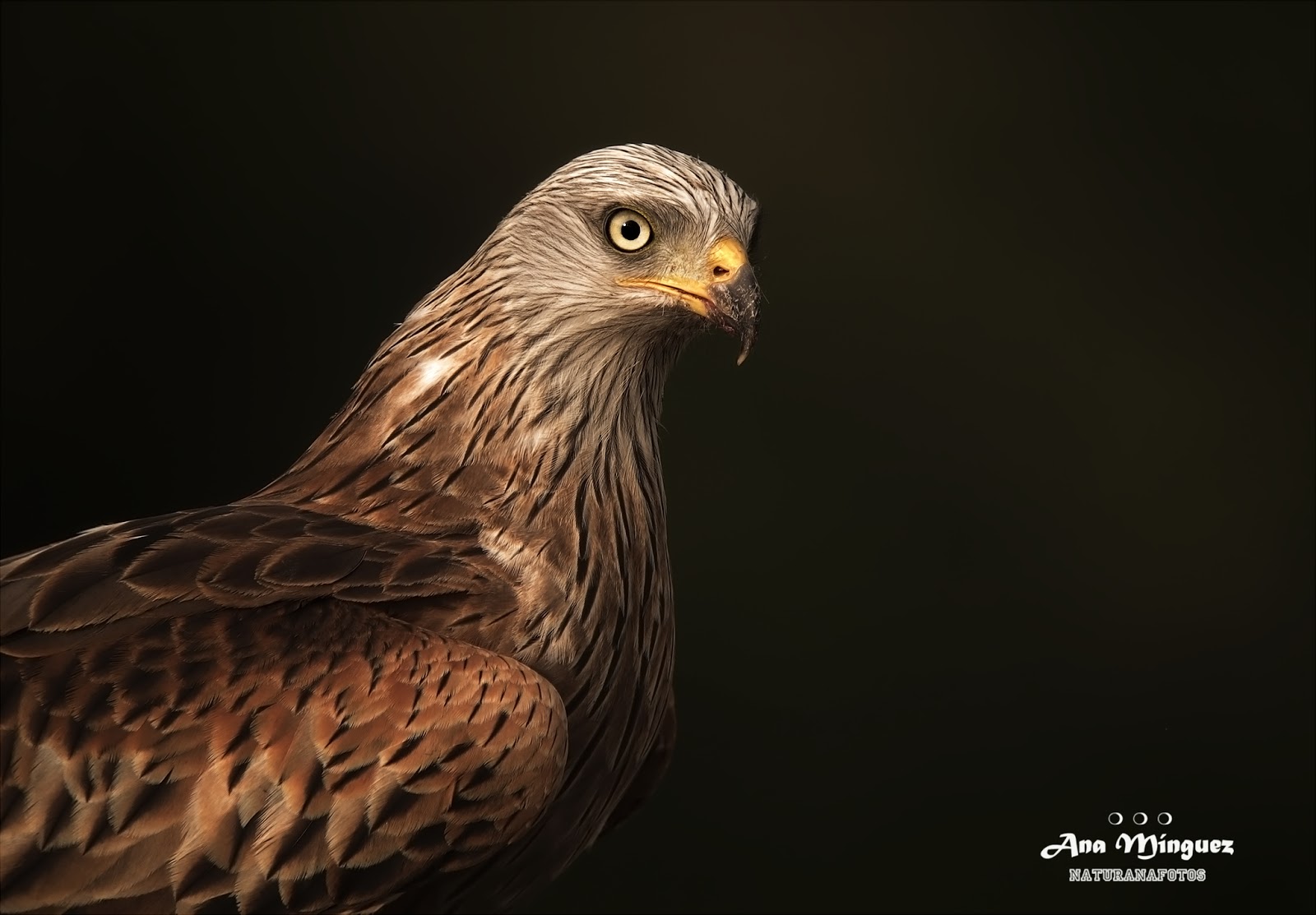 NATURANAFOTOS: Milano real/ Red Kite